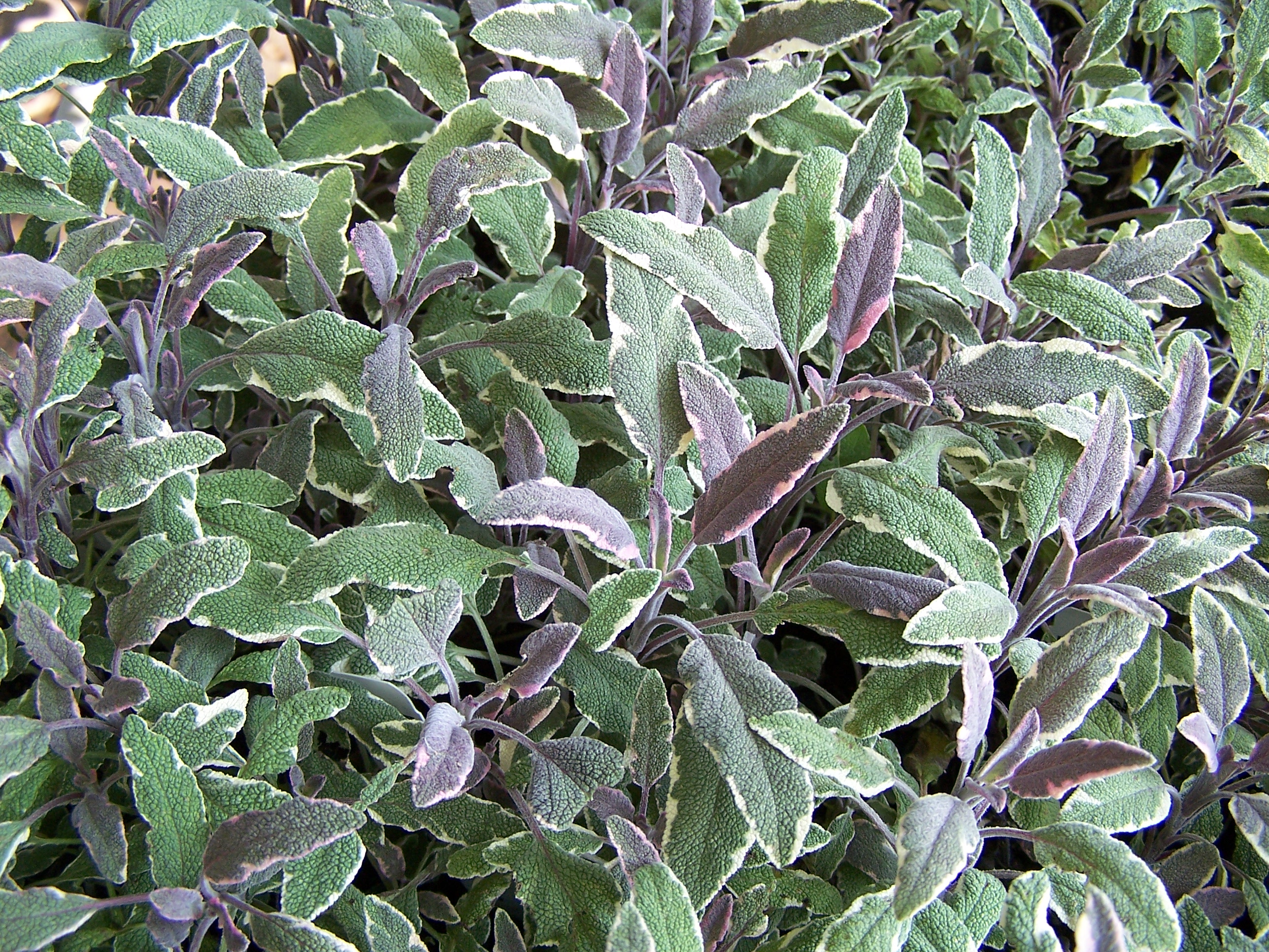 The Summer of Salvia – Creative Gardener